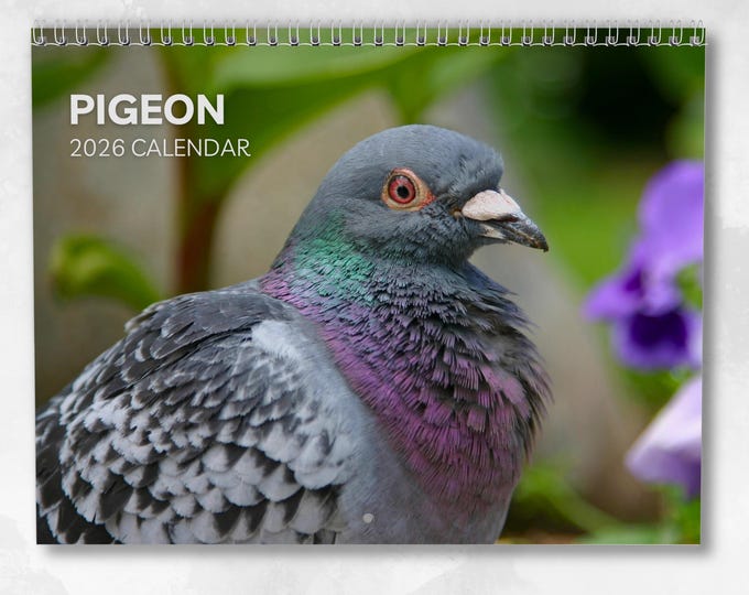 Pigeon Calendar 2026: Monthly Wall Calendar With Notes, Opens to A3 ...