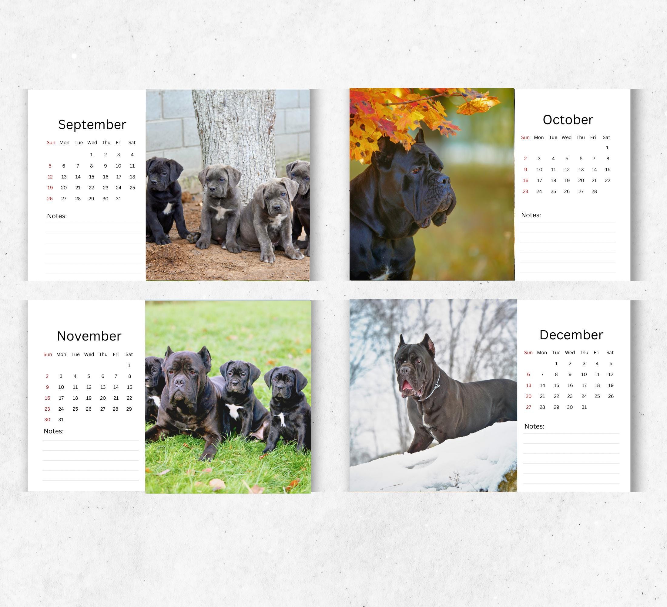 Cane Corso Desk Calendar 2026-2027: Standing Flip Desktop Calendar With ...