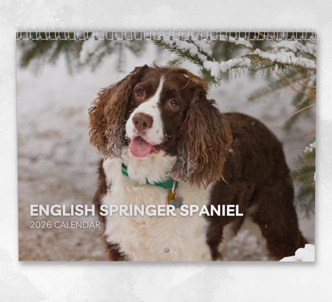 English Springer Spaniel Calendar 2026: Monthly Wall Calendar With ...