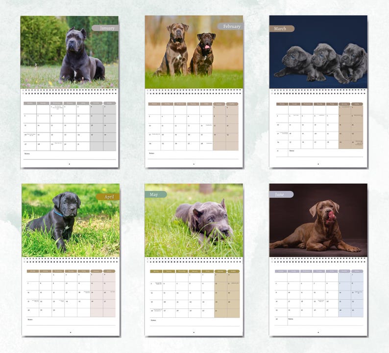 Cane Corso Calendar 2026: Monthly Wall Calendar With Notes, Opens to A3 ...