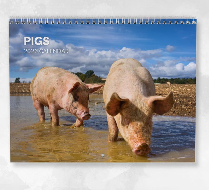 Pigs Calendar 2026: Monthly Wall Calendar With Notes, Opens to A3 Size ...