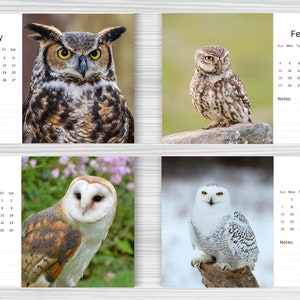 Owl Desk Calendar 2024 Desktop Calendar Owl Calendar 2024-2025 Perfect ...