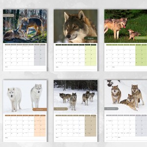 Wolf Calendar 2024 Monthly Wall Calendar, A4 Hanging Calendar Perfect ...
