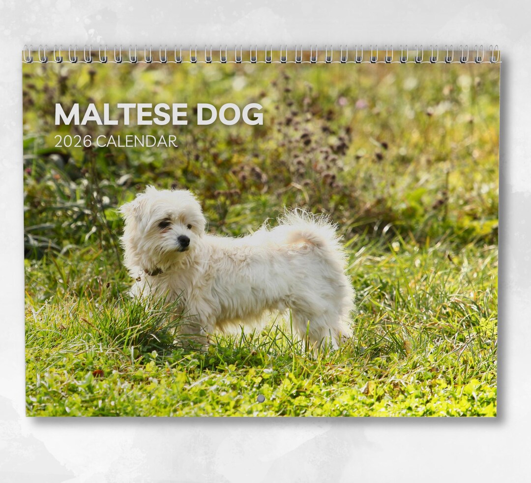 Maltese Dog Calendar 2026: Monthly Wall Calendar With Notes, Opens to ...