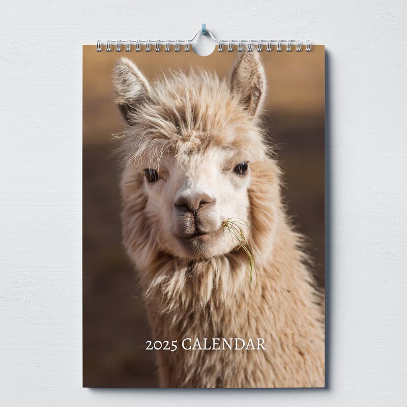 Llama Gift - 60+ Gift Ideas for 2025