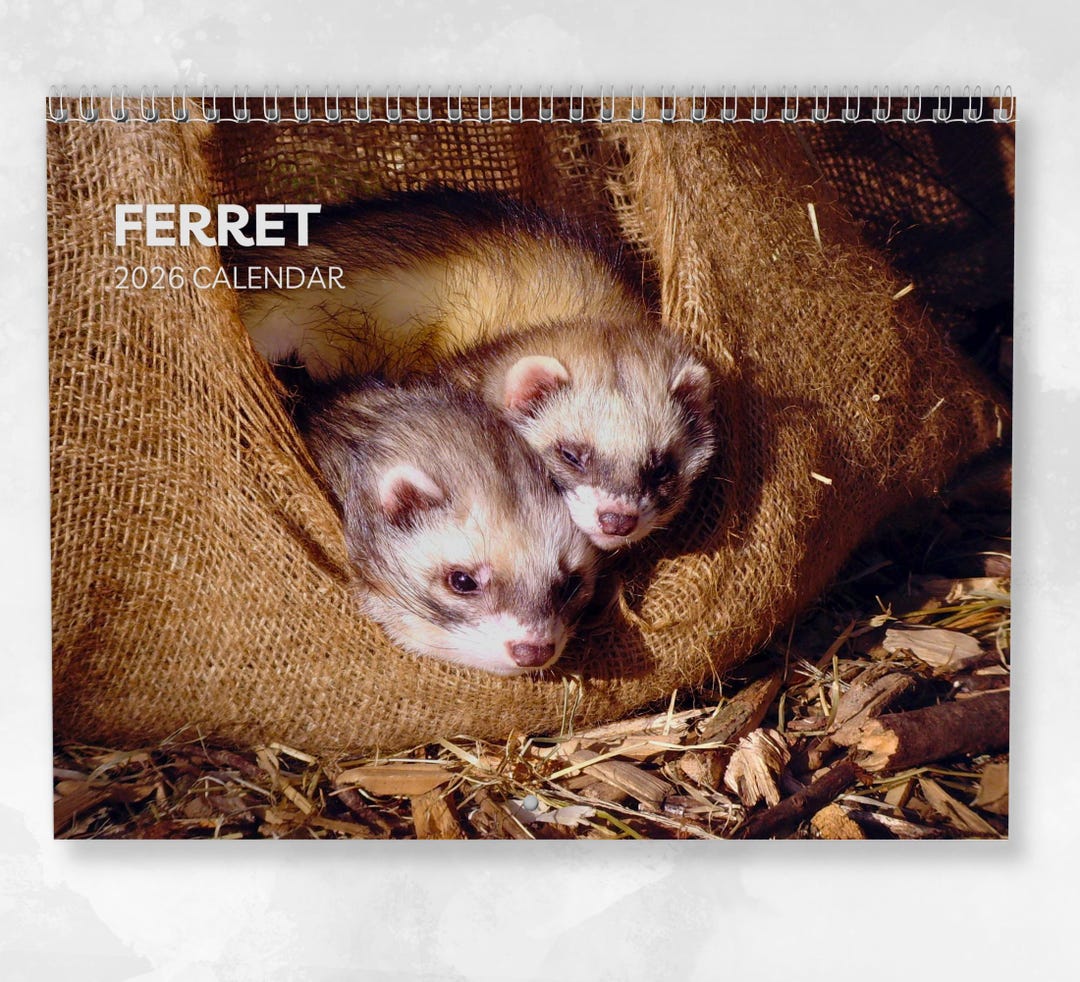 Ferret Calendar 2026: Monthly Wall Calendar With Notes, Opens to A3 ...