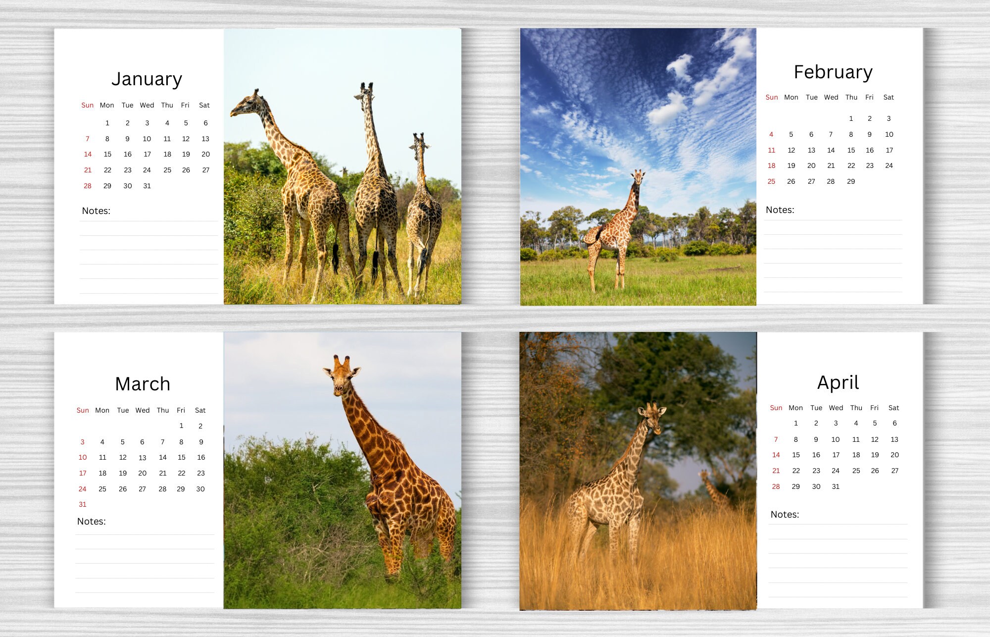 Giraffe Desk Calendar 2024 Desktop Calendar Giraffe - Etsy