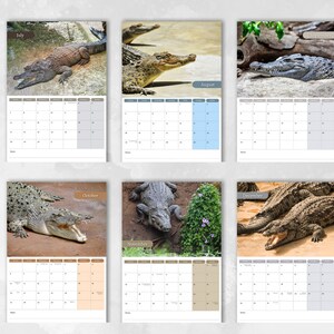 Crocodile Calendar 2025: Monthly Wall Calendar With Notes, Hanging A4 ...