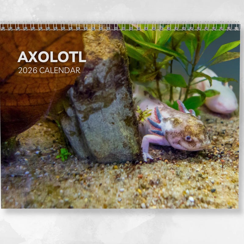 Axolotl 2026 Wall Calendar - Etsy Canada