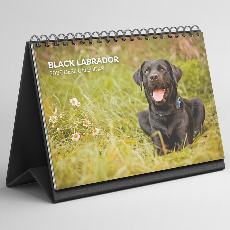 Labrador Calendar 2026 Desk - Etsy