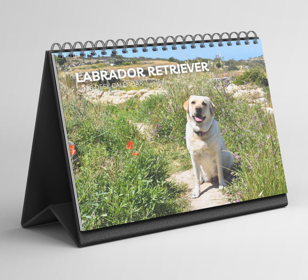 Labrador Retriever Desk Calendar 2026-2027: Standing Flip Desktop ...