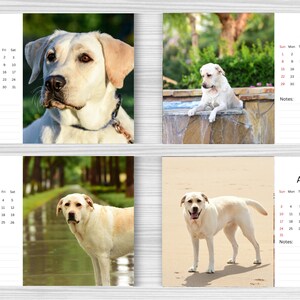 Labrador Desk Calendar 2025-2026: Standing Flip Desktop Calendar With ...
