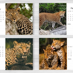 Leopard Desk Calendar 2025-2026: Standing Flip Desktop Calendar With ...