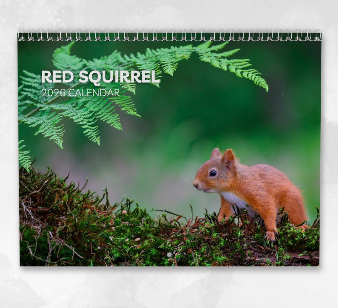 Red Squirrel Calendar 2026: Monthly Wall Calendar With Notes, Opens to ...