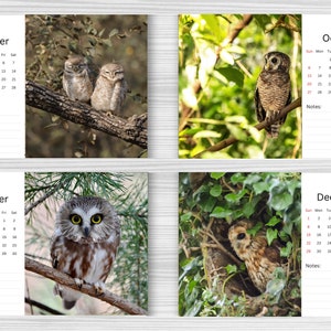 Owl Desk Calendar 2024 Desktop Calendar Owl Calendar 2024-2025 Perfect ...