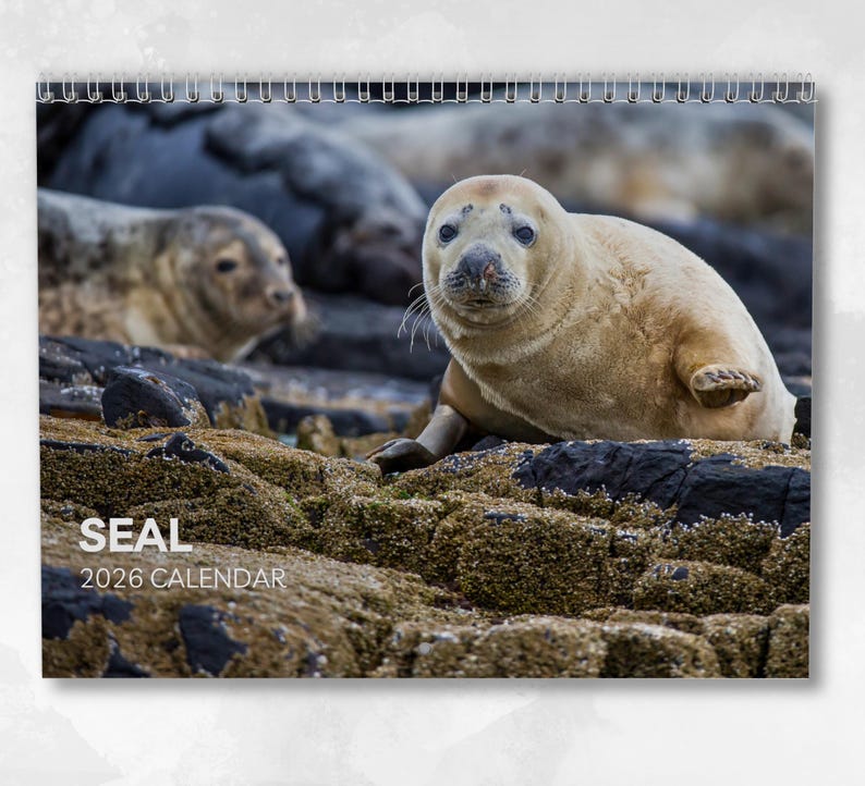 Seal Calendar 2026: Monthly Wall Calendar With Notes, Opens to A3 Size ...