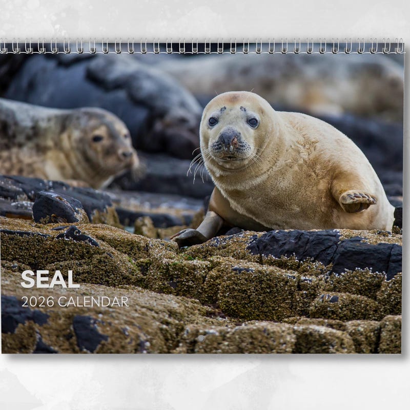 Seal Calendar 2026 - Etsy