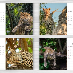 Leopard Desk Calendar 2025-2026: Standing Flip Desktop Calendar With ...