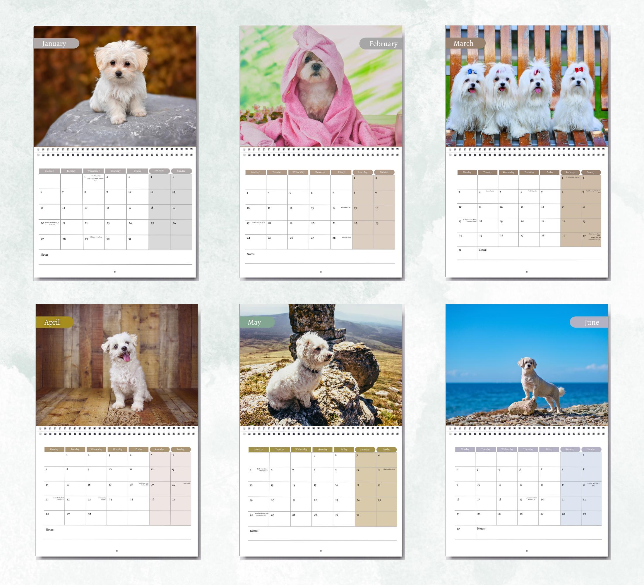Maltese Dog Calendar 2026: Monthly Wall Calendar With Notes, Opens to ...