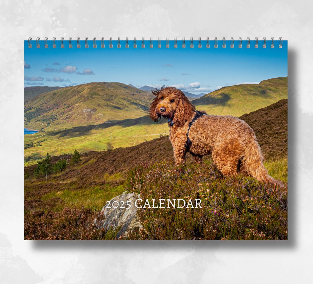 Cockapoo Calendar 2025: Monthly Wall Calendar, A4 | Hanging Calendar ...