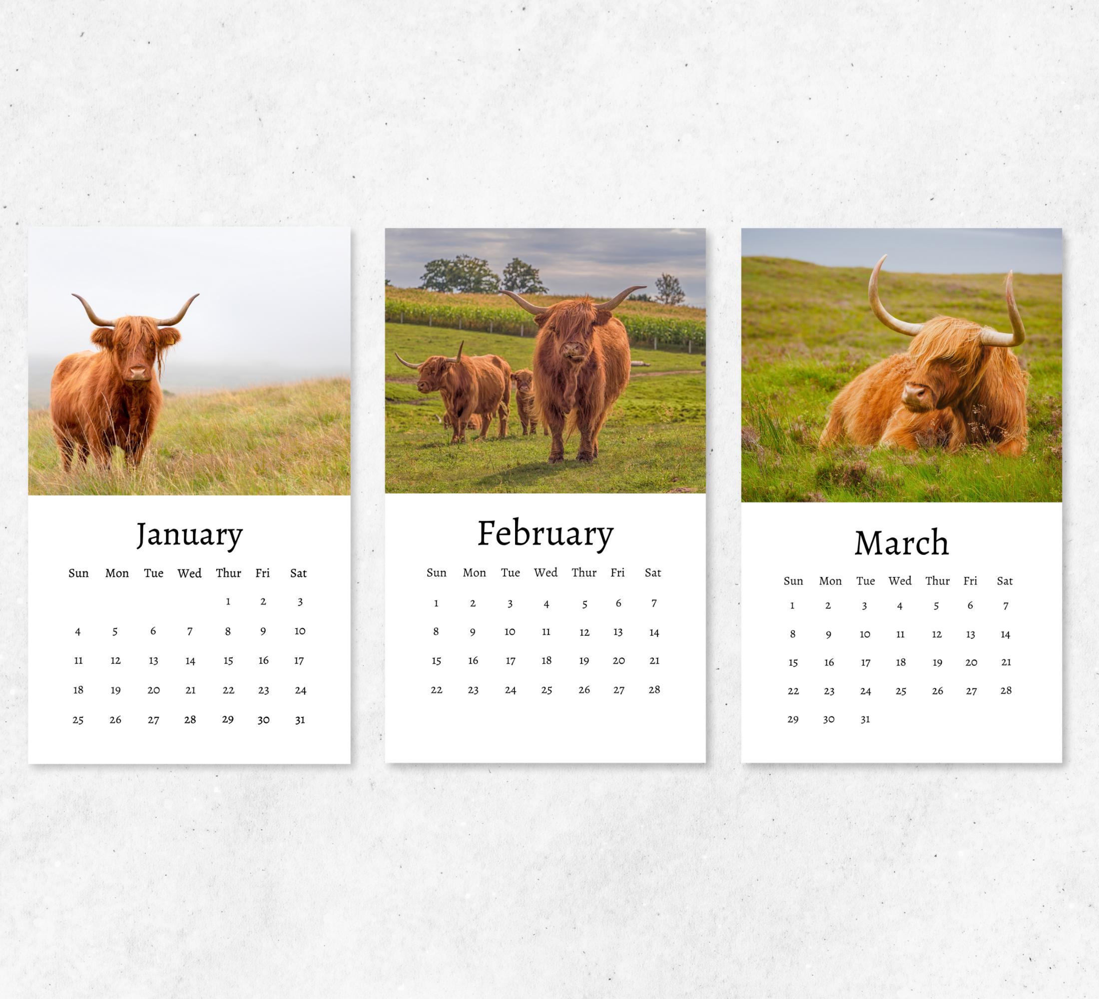 Highland Cow Calendar 2026: Mini Desk Calendar, Highland Cow Calendar ...