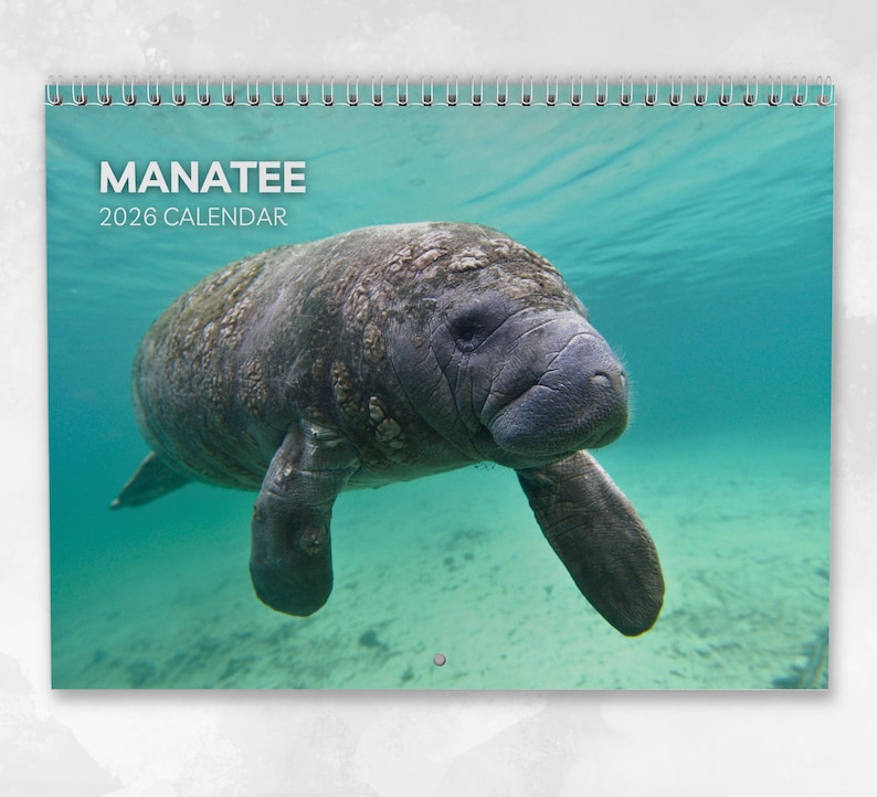 Manatee Calendar 2026: Monthly Wall Calendar With Notes, Opens to A3 ...