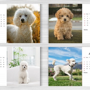 Poodle Desk Calendar 2025-2026: Standing Flip Desktop Calendar With ...