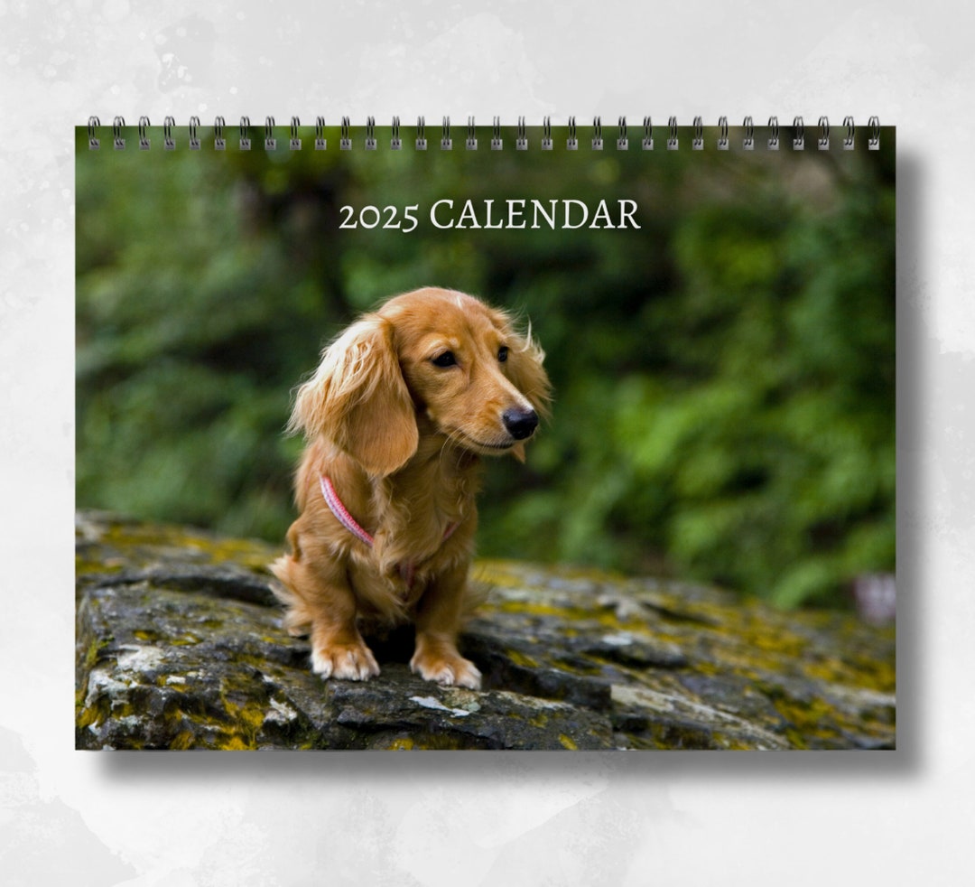 Dachshund Calendar 2025: Monthly Wall Calendar With Notes, Opens to A3 ...