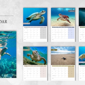 Turtle Calendar 2024 Monthly Wall Calendar, A4 Hanging Calendar Perfect ...