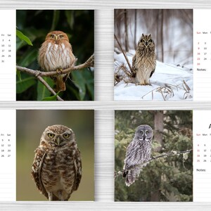 Owl Desk Calendar 2024 Desktop Calendar Owl Calendar 2024-2025 Perfect ...