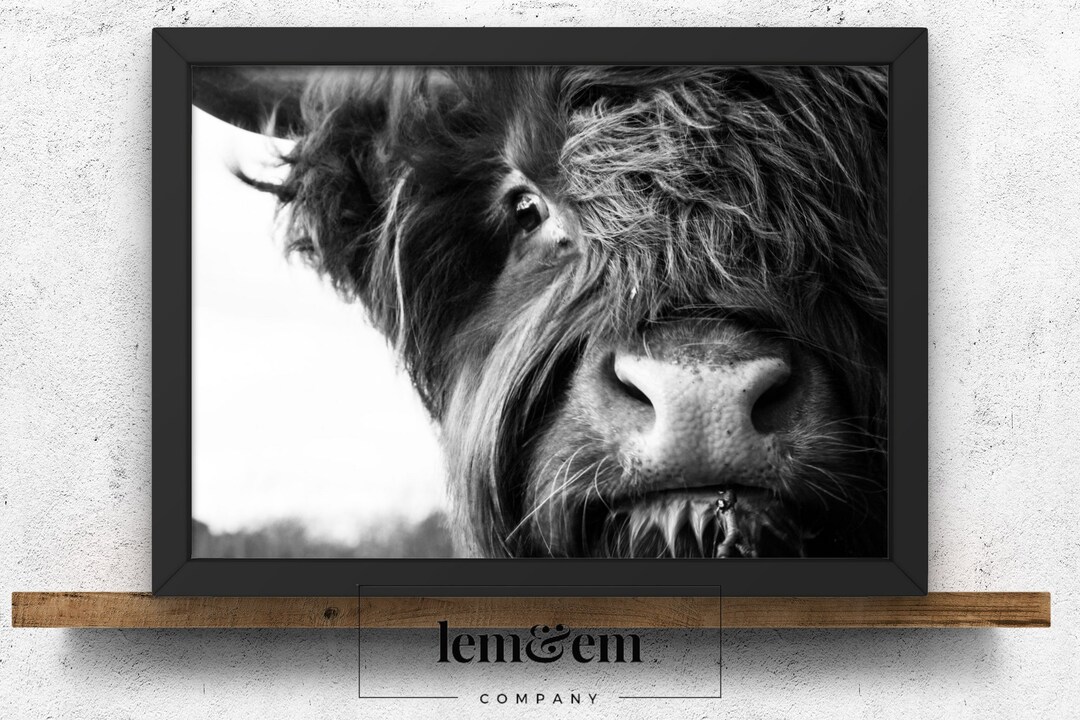 COW PRINT - Digital Download - Highland Cow Art - Cow Wall Art - Fluffy ...