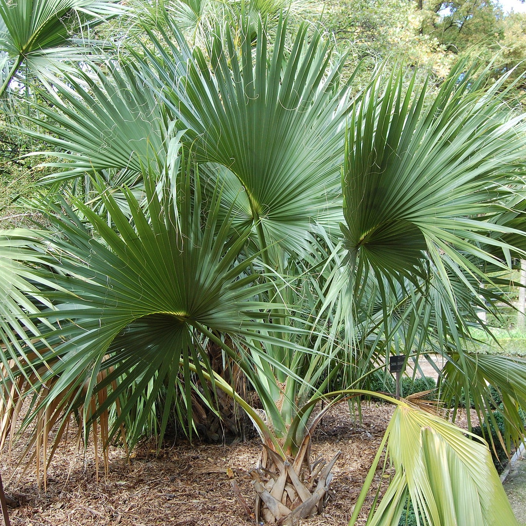 Sabal causiarum Puerto Rican Hat Palme 15-20 cm Live - Etsy.de