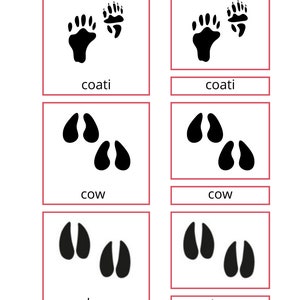 Printable 3-part Cards - Animal Footprints. Identifying Footprints ...