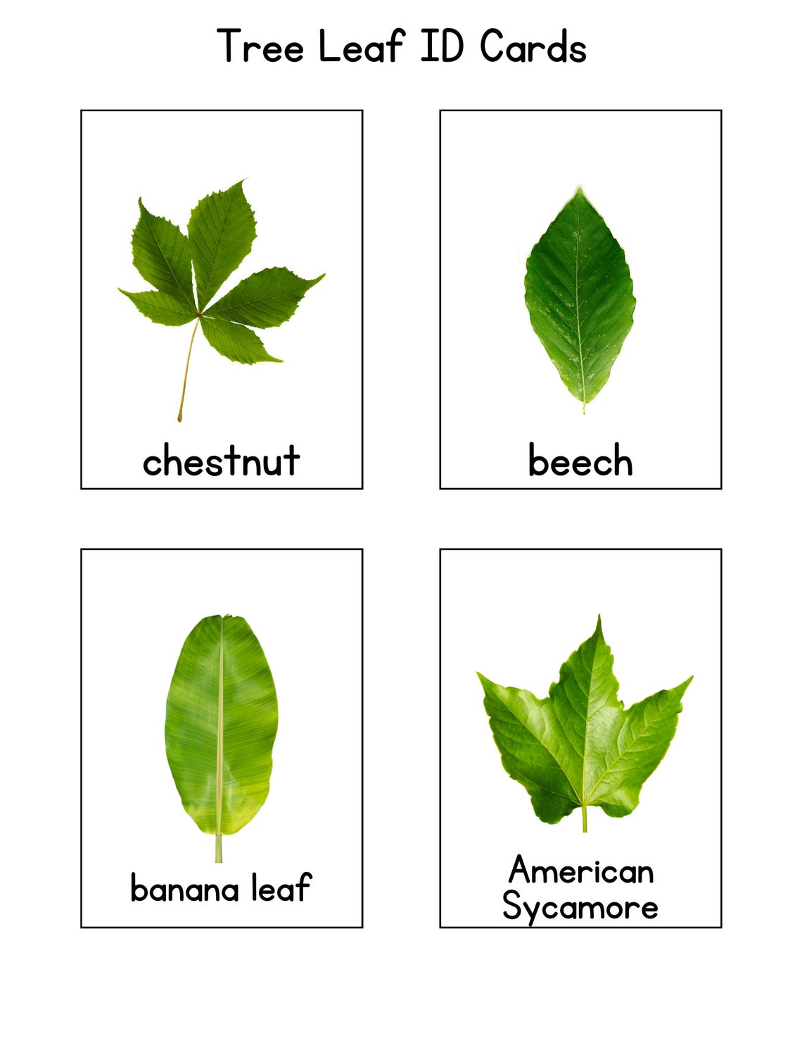 Tree Leaf Identification Cards, Montessori Materials Printable, Forest ...