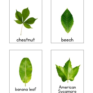 Tree Leaf Identification Cards, Montessori Materials Printable, Forest ...