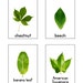 Tree Leaf Identification Cards, Montessori Materials Printable, Forest ...
