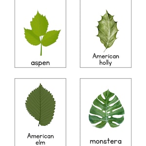 Tree Leaf Identification Cards, Montessori Materials Printable, Forest ...