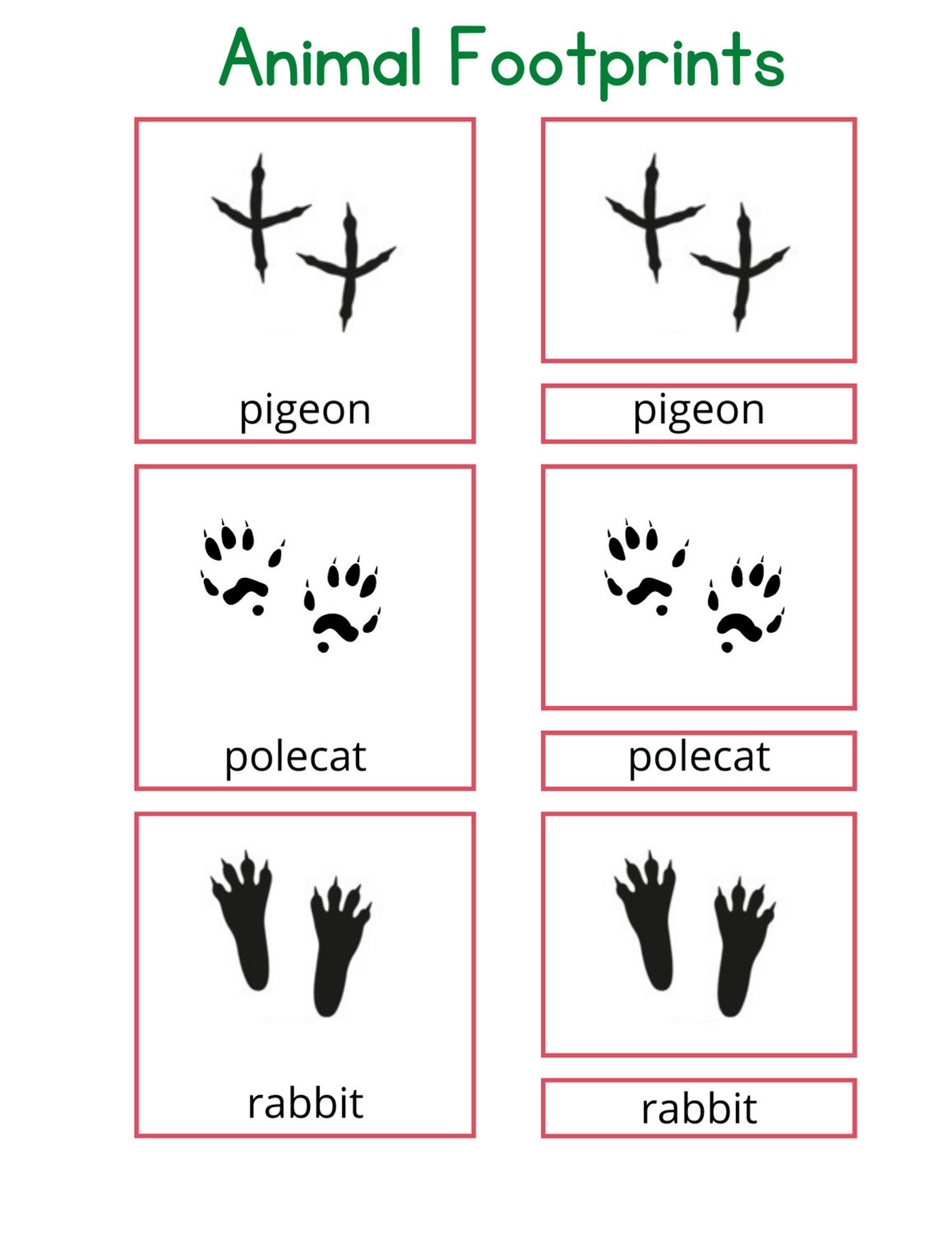 Printable 3-part Cards - Animal Footprints. Identifying Footprints ...
