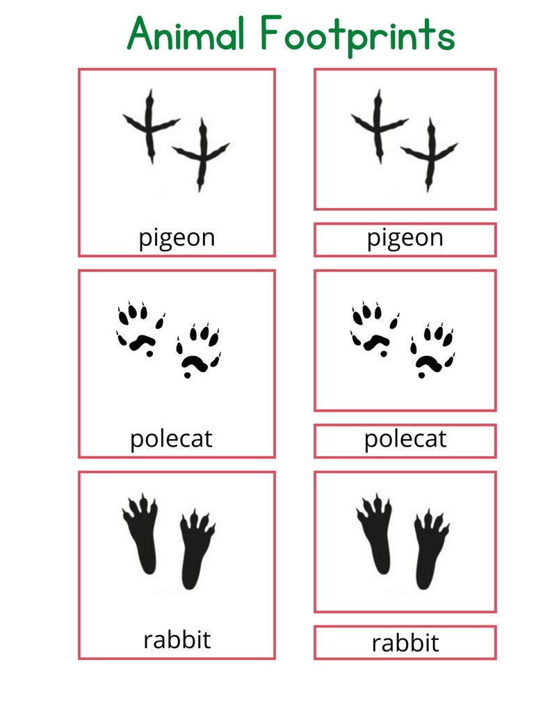 Printable 3-part Cards - Animal Footprints. Identifying Footprints ...