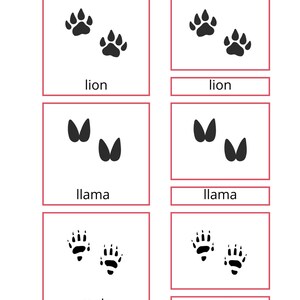 Printable 3-part Cards - Animal Footprints. Identifying Footprints ...