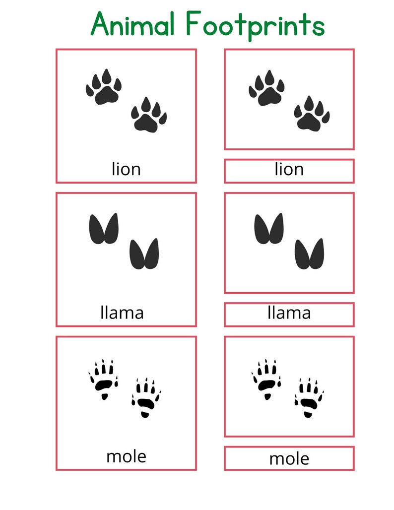 Printable 3-part Cards - Animal Footprints. Identifying Footprints ...