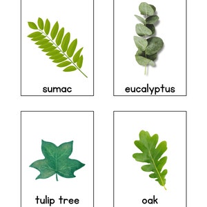 Tree Leaf Identification Cards, Montessori Materials Printable, Forest ...