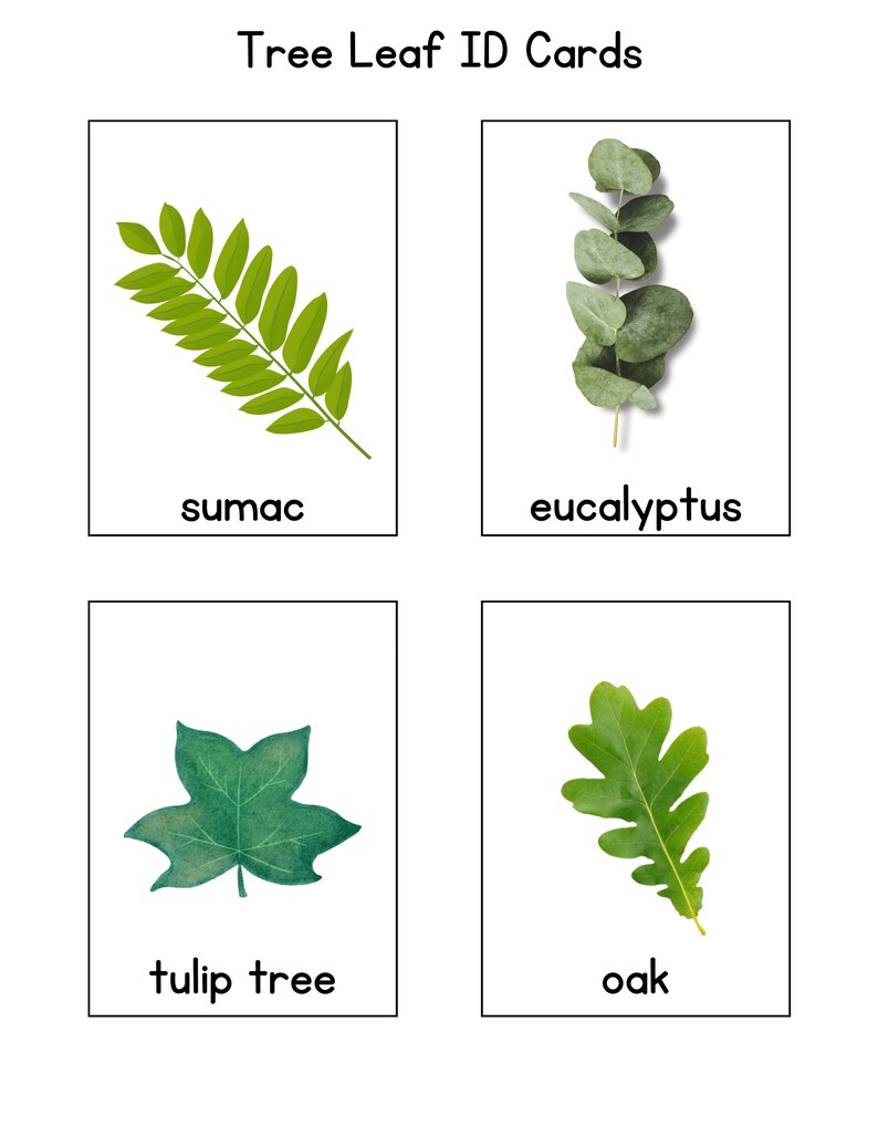 Tree Leaf Identification Cards, Montessori Materials Printable, Forest ...
