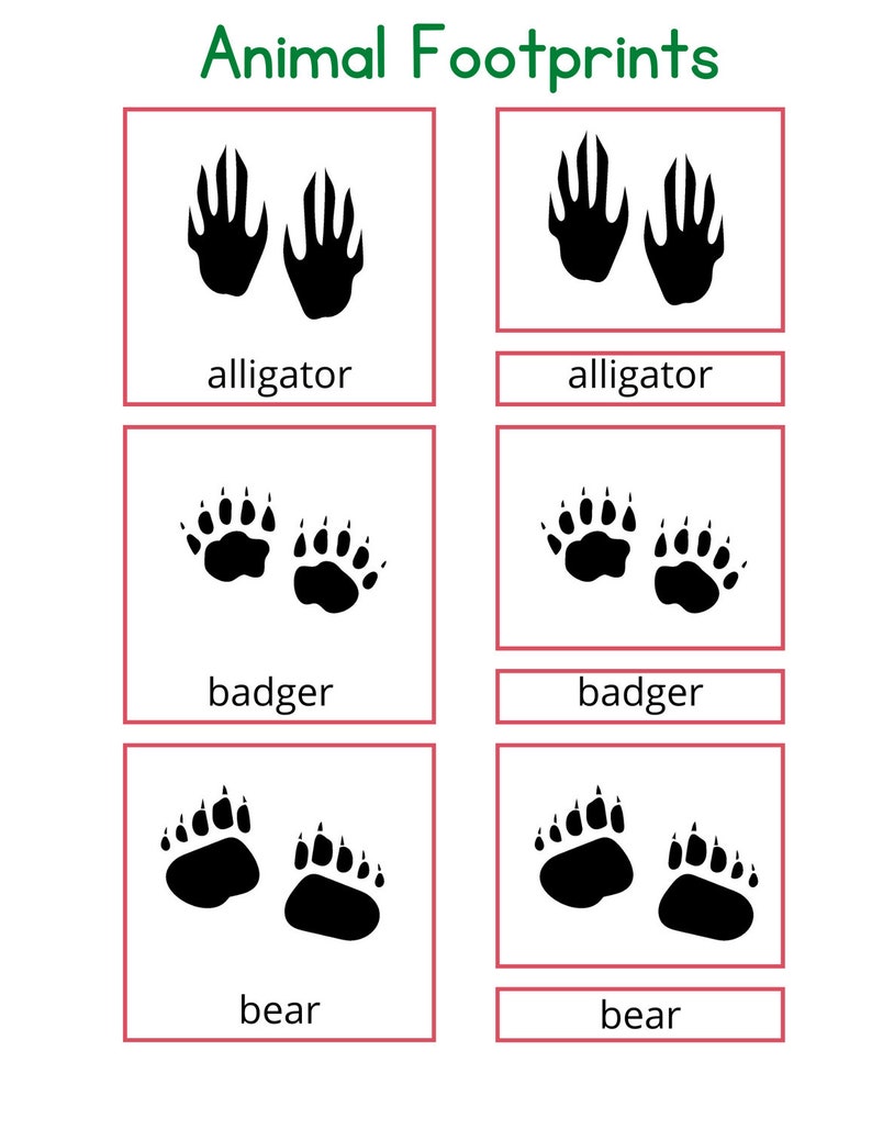 Printable 3-part Cards - Animal Footprints. Identifying Footprints ...