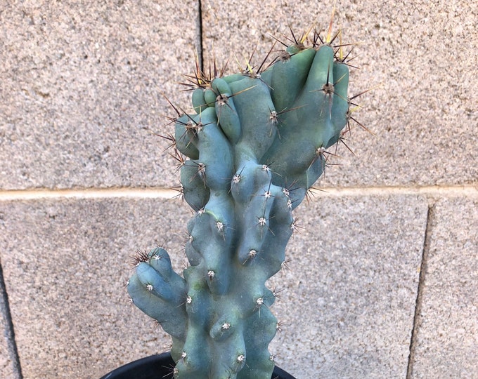 Cereus Peruvianus Monstrose Blue Apple Cactus 10 Tall - Etsy