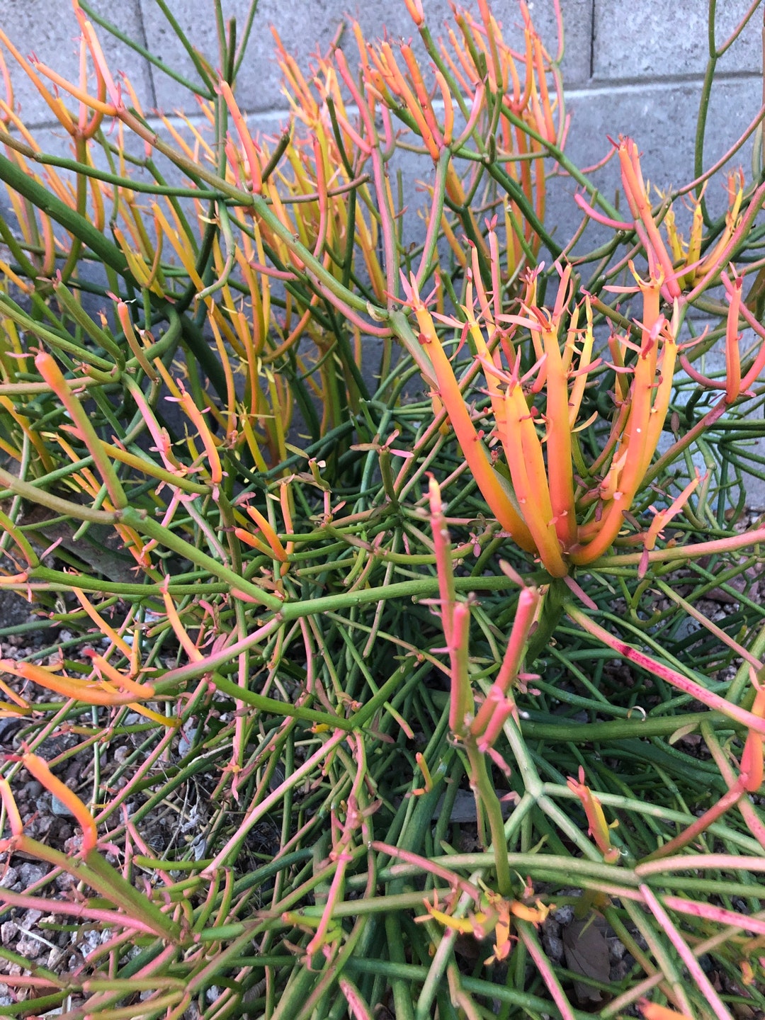 Euphorbia Tirucalli - Firestick Cactus - Pencil Cactus - 1g Size Plant ...