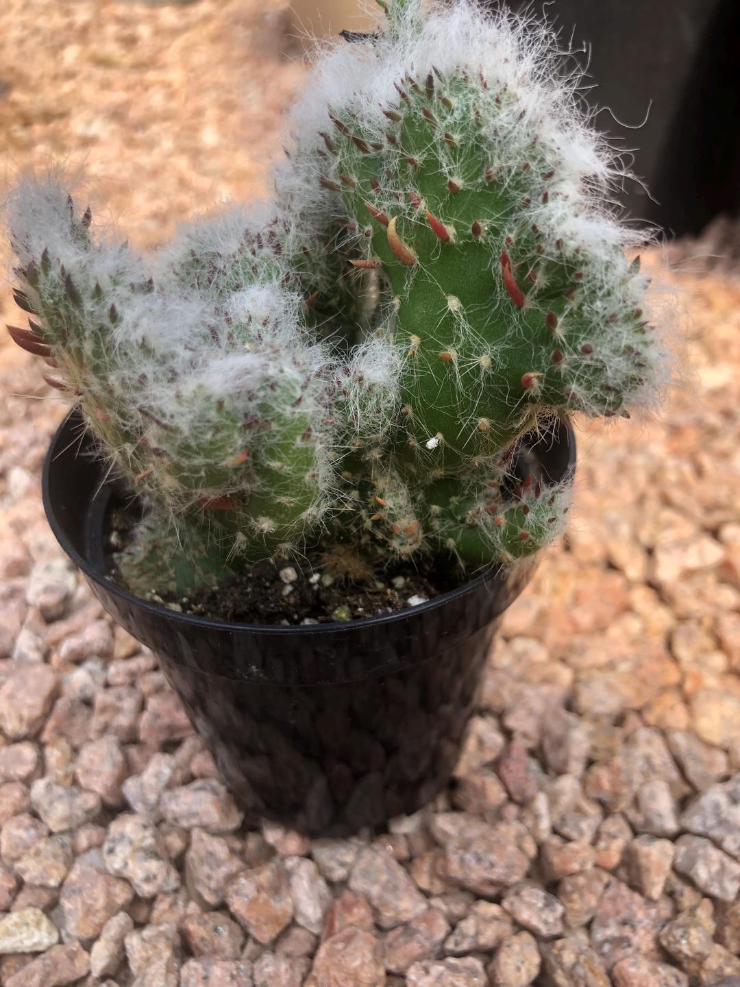 Opuntia Crested Roller Coaster - 4" Pot Size - Etsy