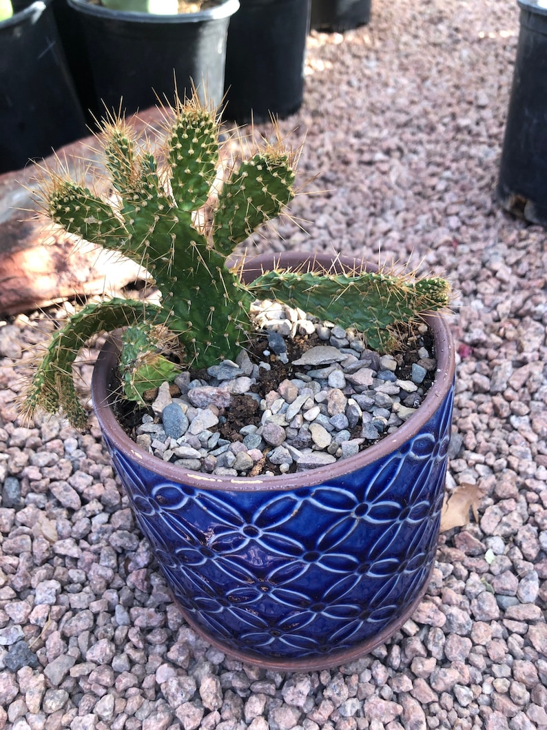 Opuntia Falcata Caribbean Tree Cactus 6 Pot Size - Etsy