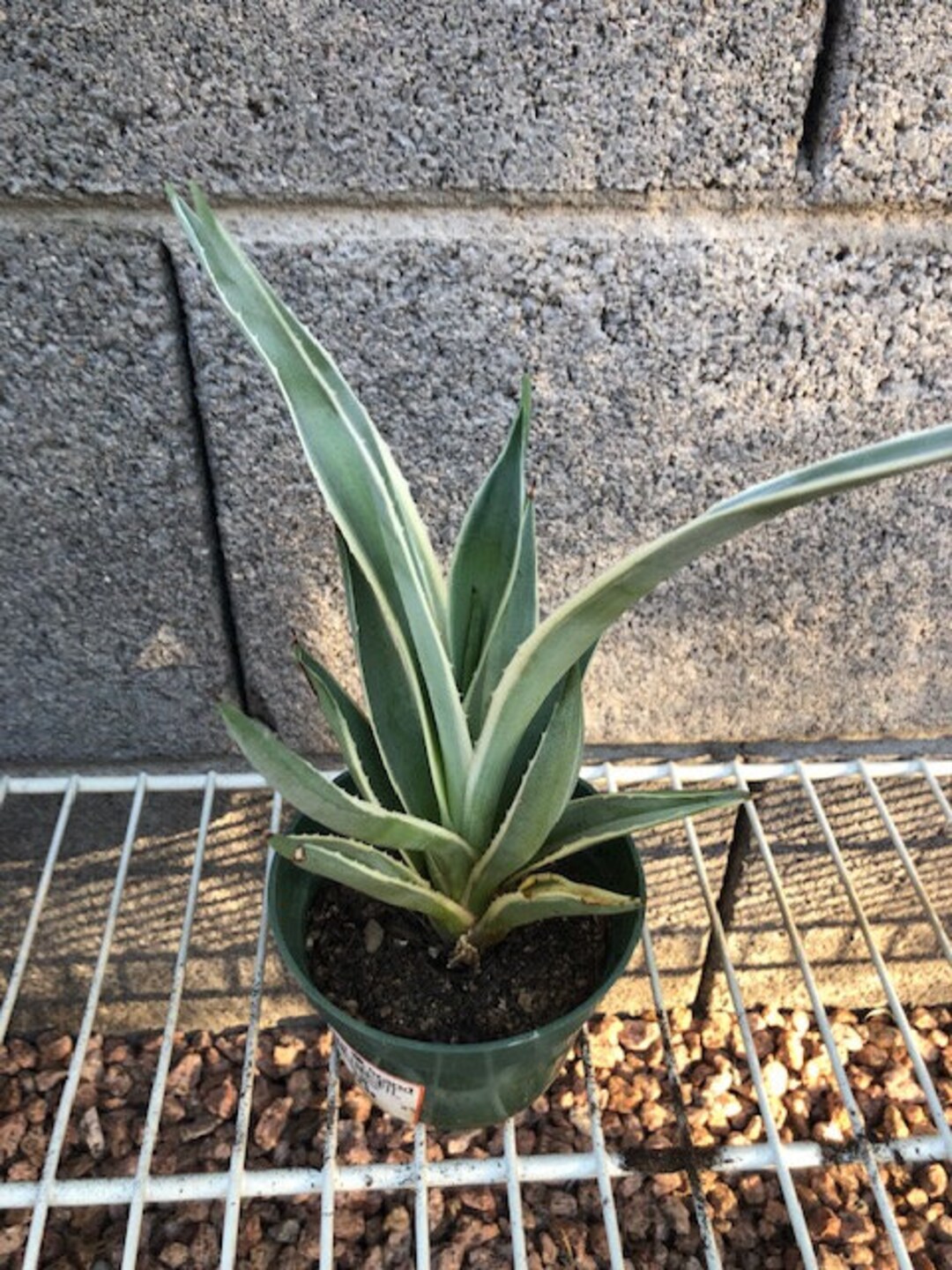 Agave Angustifolia -caribbean Agave - 1g Size Plant - Etsy
