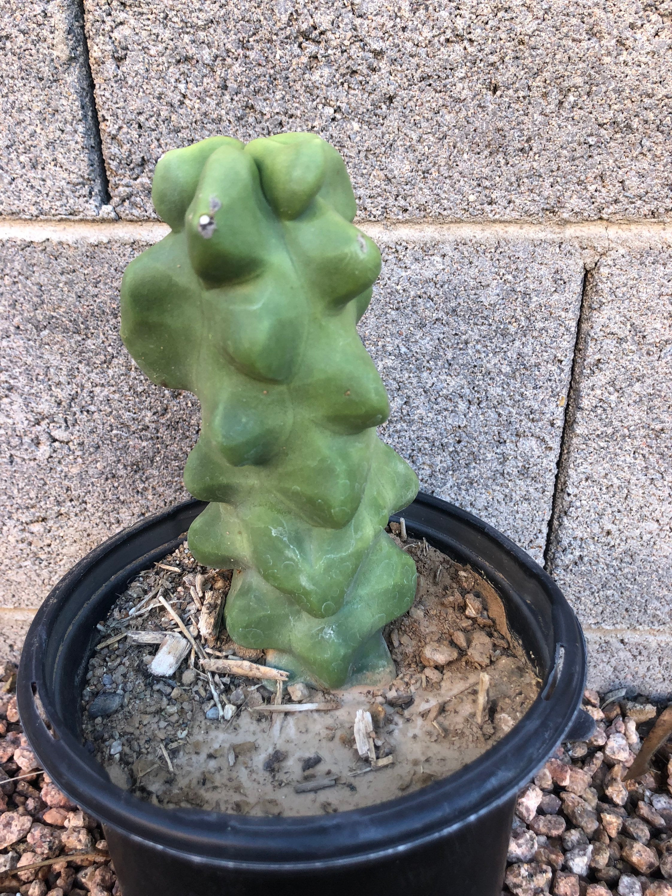 Lophocereus Schottii Var. Monstrous Totem Pole Cactus 6 - Etsy